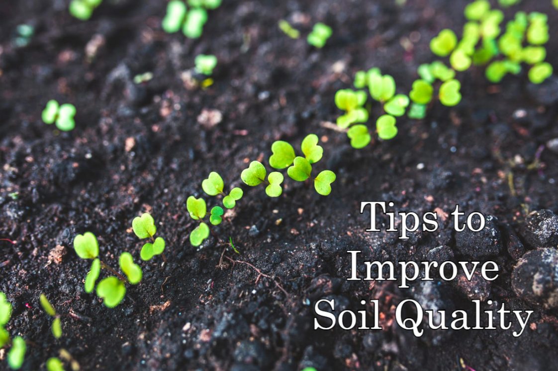 8 Tips to Improve Soil Quality of Your Garden | GuestCanPost