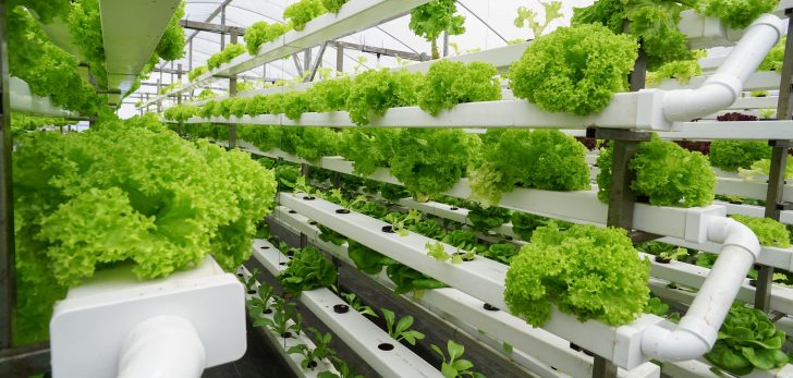 Vertical Farming – Types, Benefits And Essential Steps | GuestCanPost