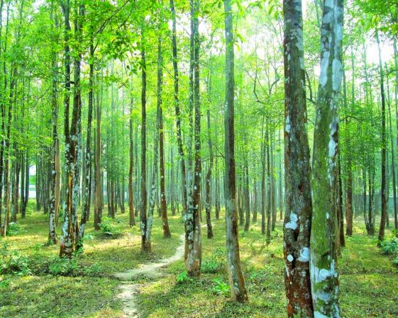 Agarwood Farming – From Seeds To Profitable Harvest | GuestCanPost