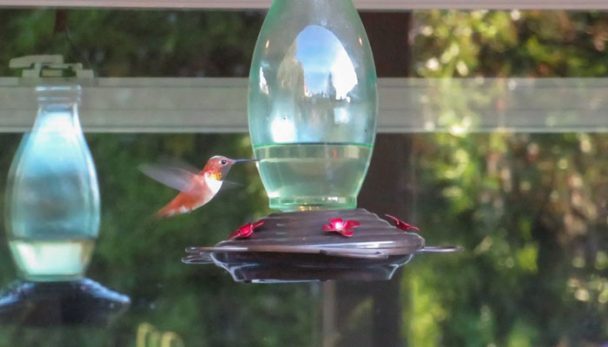 Learn the Right Recipe Ratio for Hummingbird Food | GuestCanPost